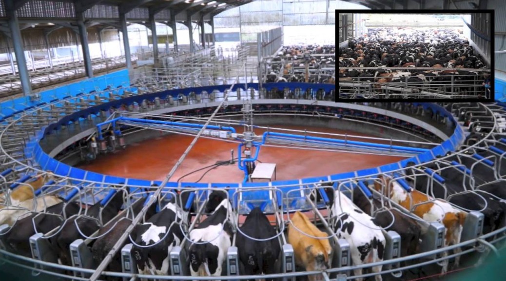 Different Ways to Milk a Cow | Absolute Insurance Brokers